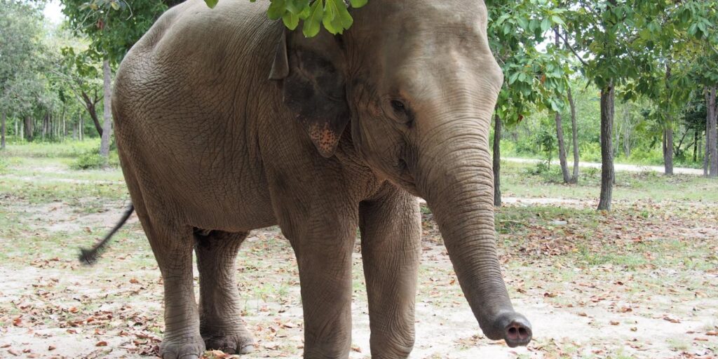 Essential Guides To The Iconic Cambodia Wildlife - IntoCambodia