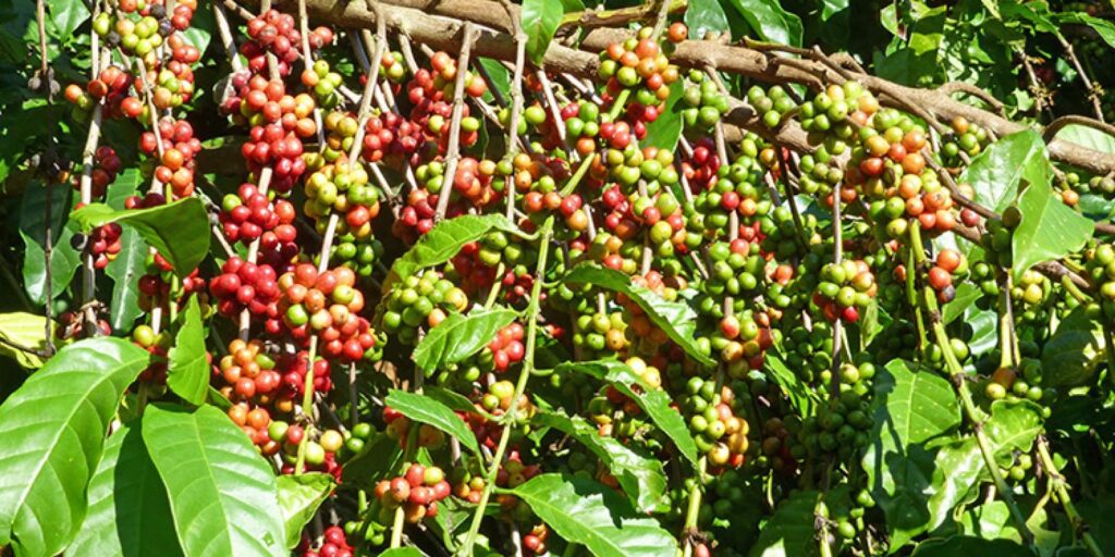 What makes Mondulkiri coffee so good - IntoCambodia